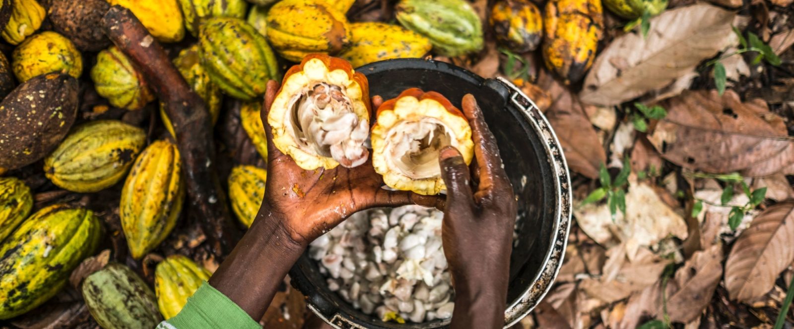 Cocoa trade, climate change and deforestation | resourcetrade.earth ...